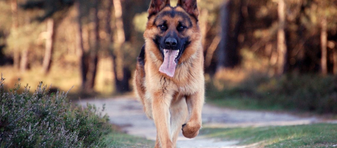 GAIN Pet Food The Pet Food Market